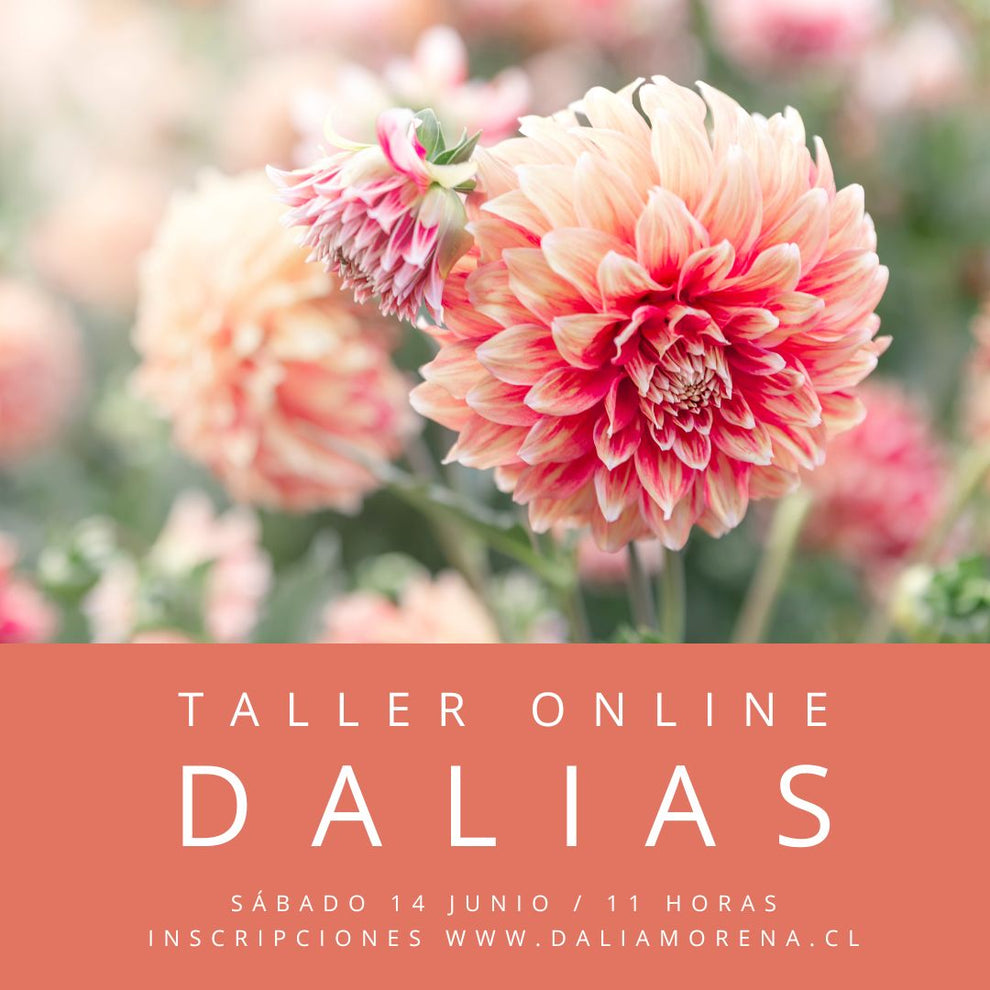 TALLER ONLINE DALIAS (GRABACIÓN) – daliamorena